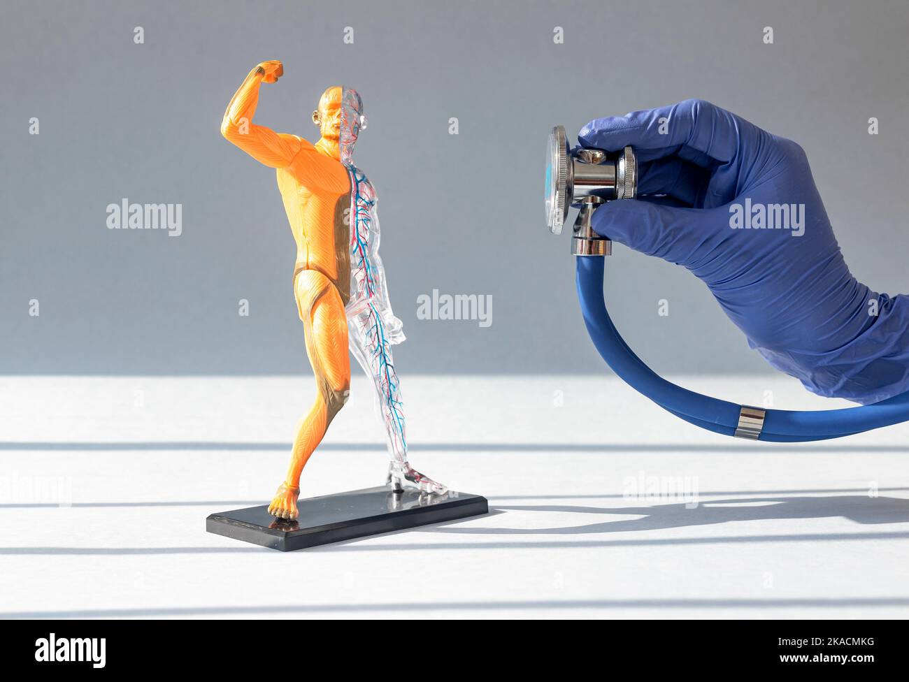 Doctor hand listening to skinless human body 3d model with circulatory ...