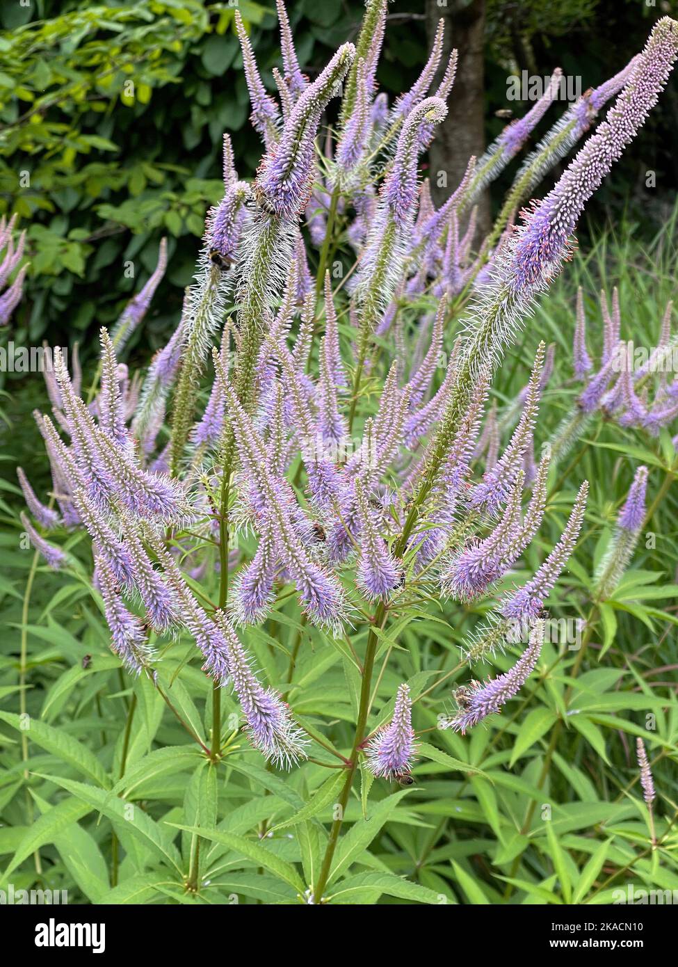 Ehrenpreis, Veronica longifolia ist eine wunderschoene bienenfreundliche Staude mit blauen ...