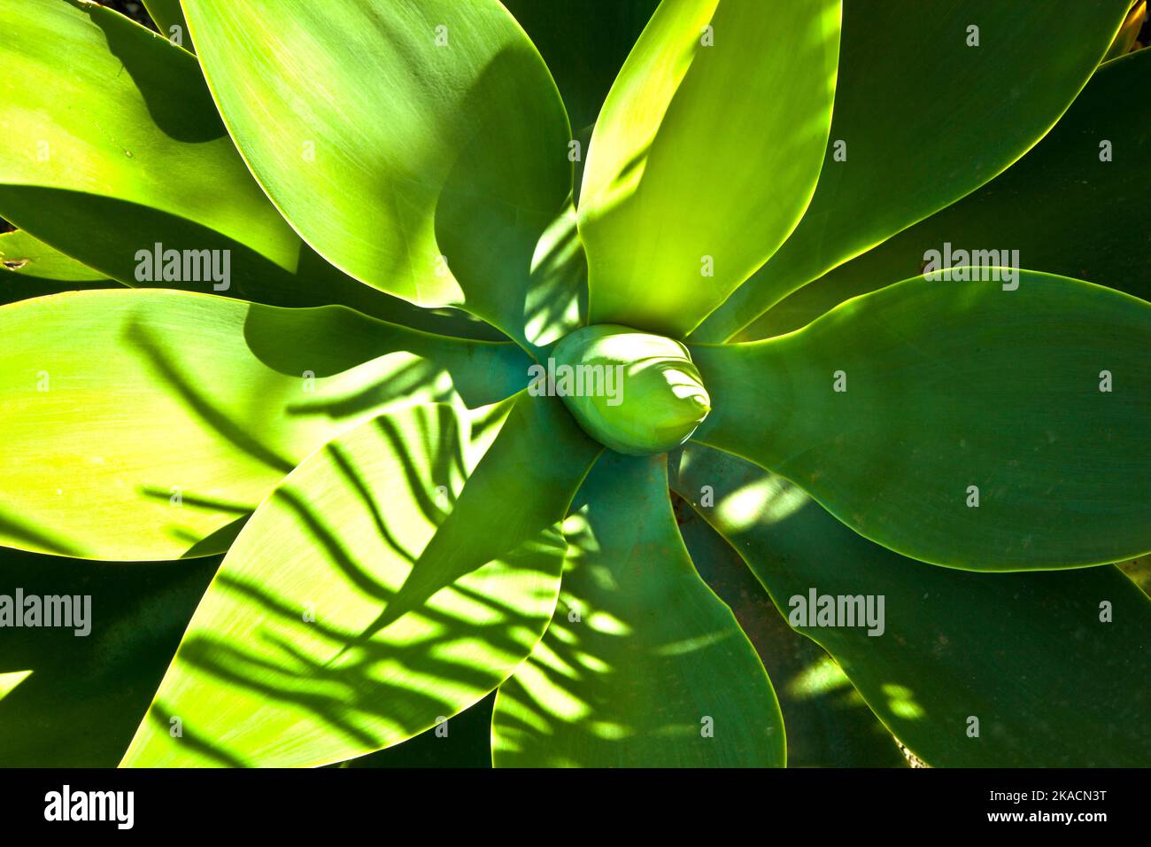 Agave plant in natural sunlight Stock Photo - Alamy