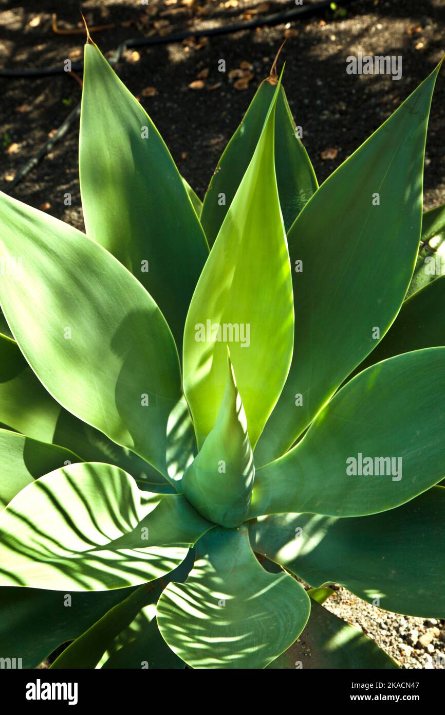 Agave plant in natural sunlight Stock Photo - Alamy