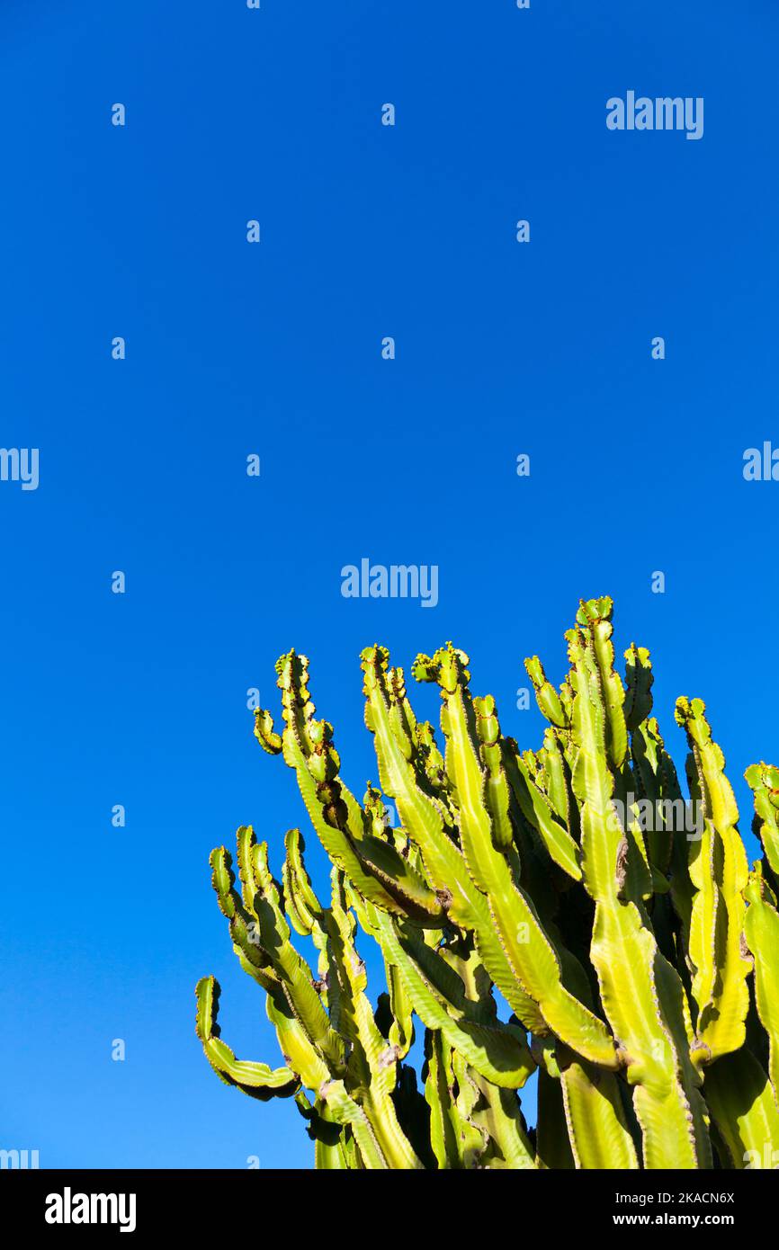 cactus with clear blue sky Stock Photo - Alamy