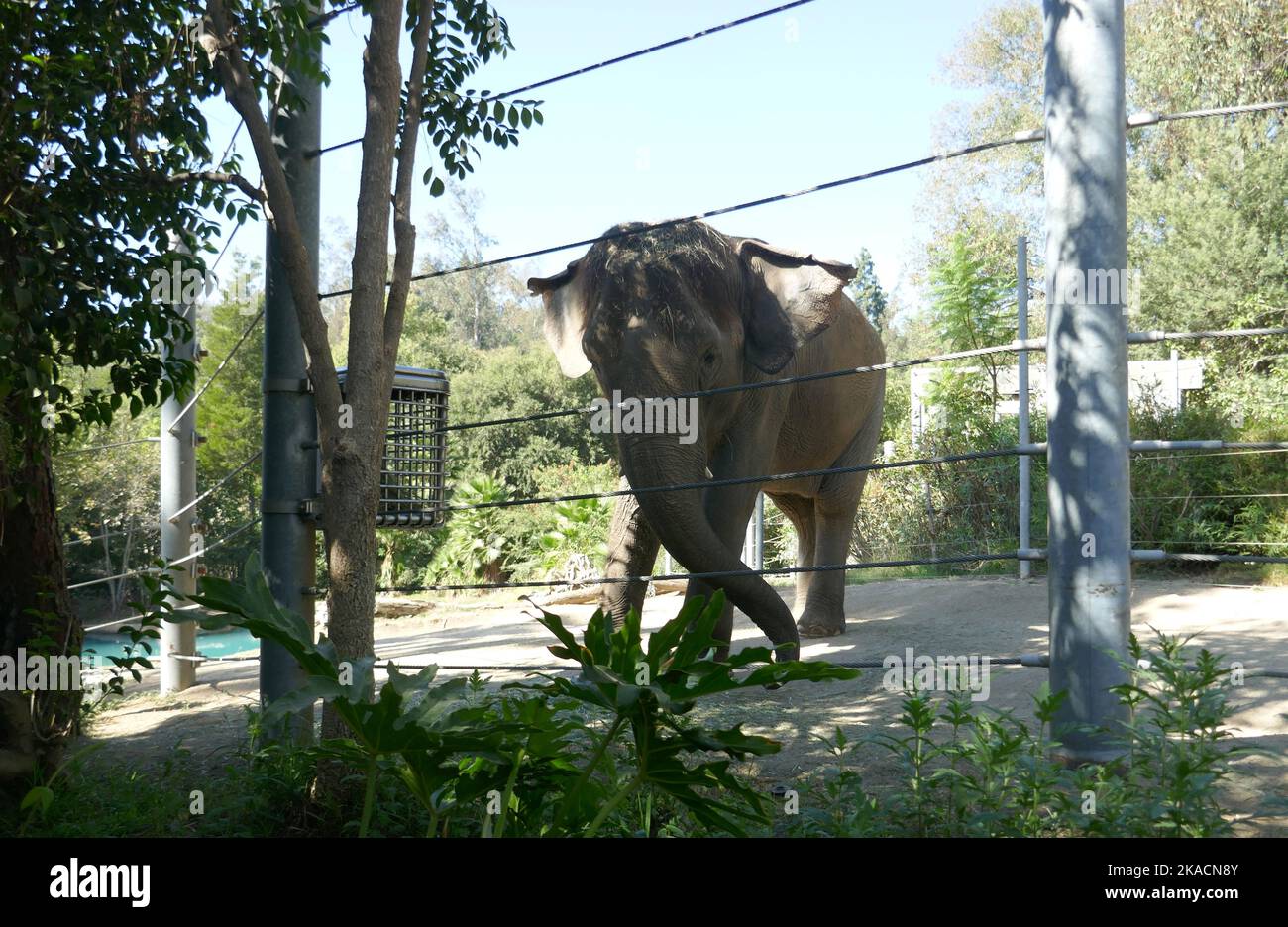Los Angeles, California, USA 27th October 2022 Elephant at Boo at the ...