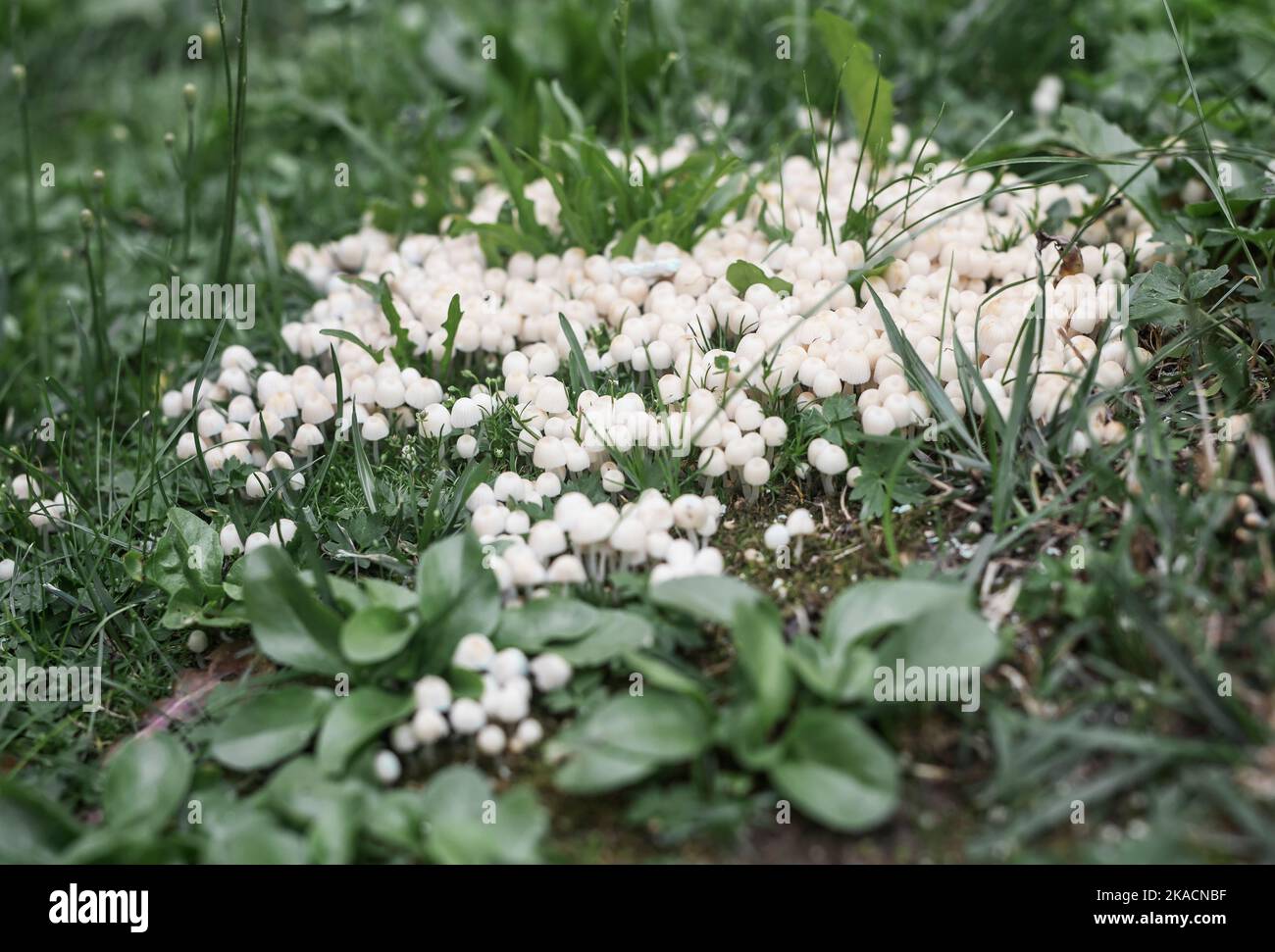 White small mushrooms cluster growing in grass Stock Photo - Alamy