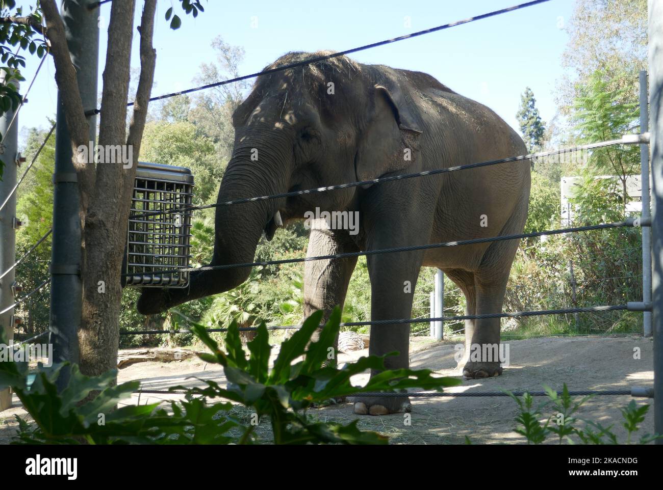 Los Angeles, California, USA 27th October 2022 Elephant at Boo at the ...