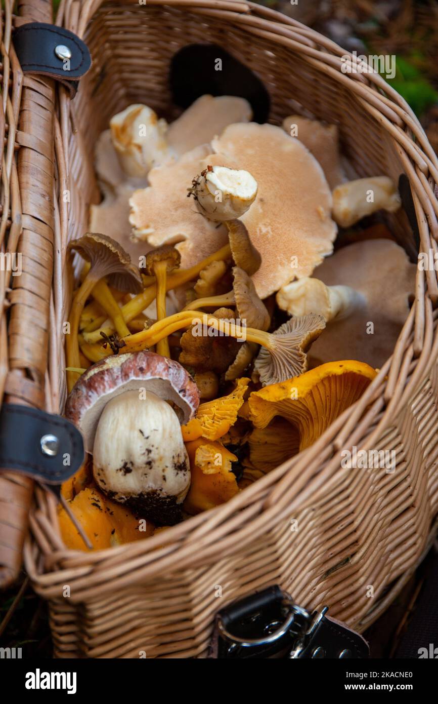 Foraging basket with mushrooms Stock Photo - Alamy