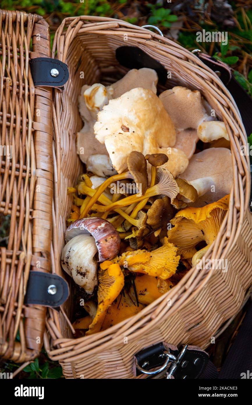 Foraging basket hi-res stock photography and images - Alamy