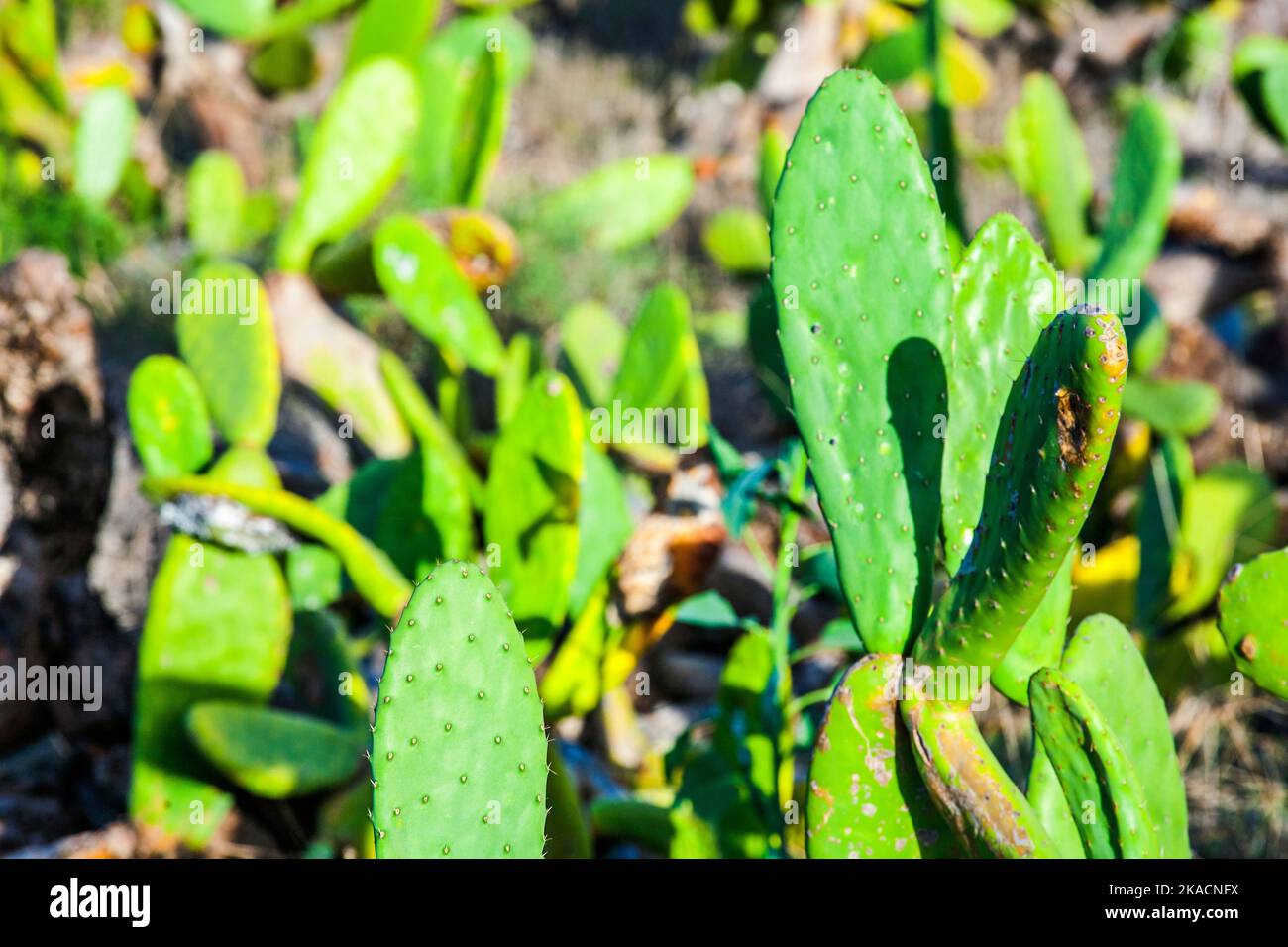 green cactus leave in detail Stock Photo - Alamy