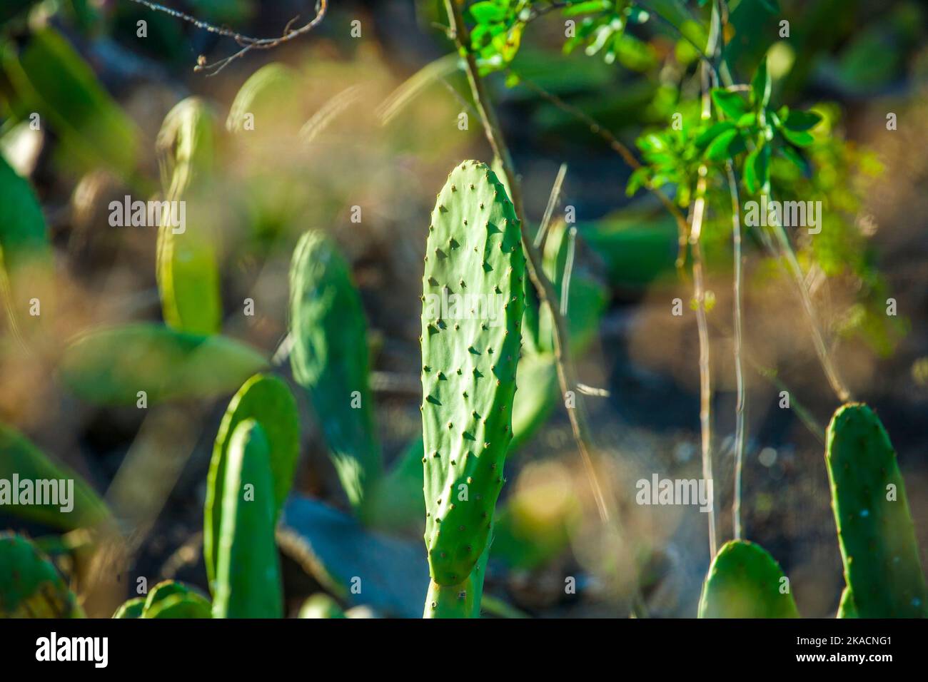 green cactus leave in detail Stock Photo - Alamy