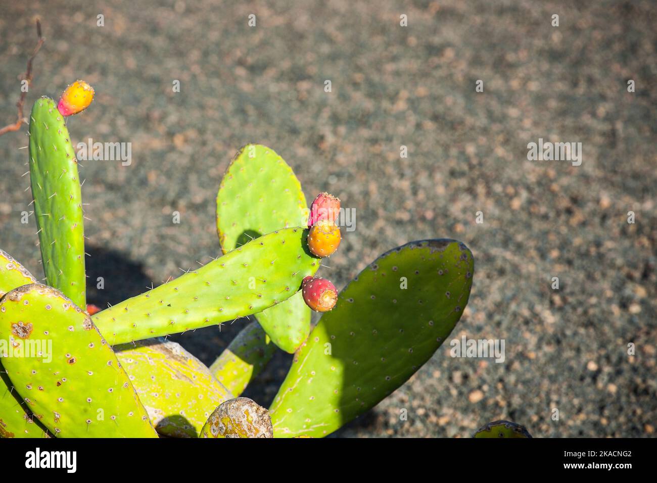 green cactus leave with fruit in detail Stock Photo - Alamy