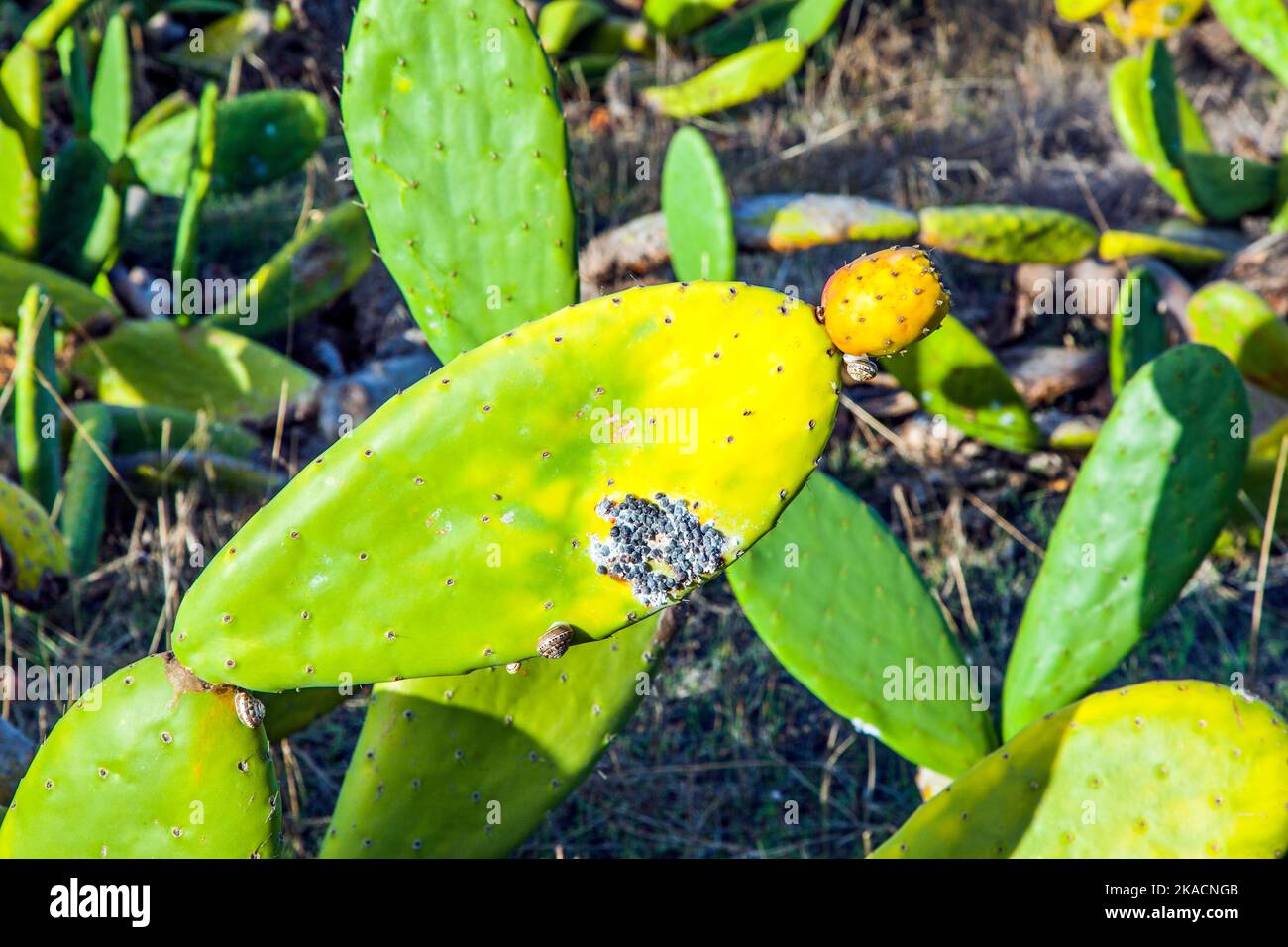 green cactus leave with fruit and snail Stock Photo - Alamy
