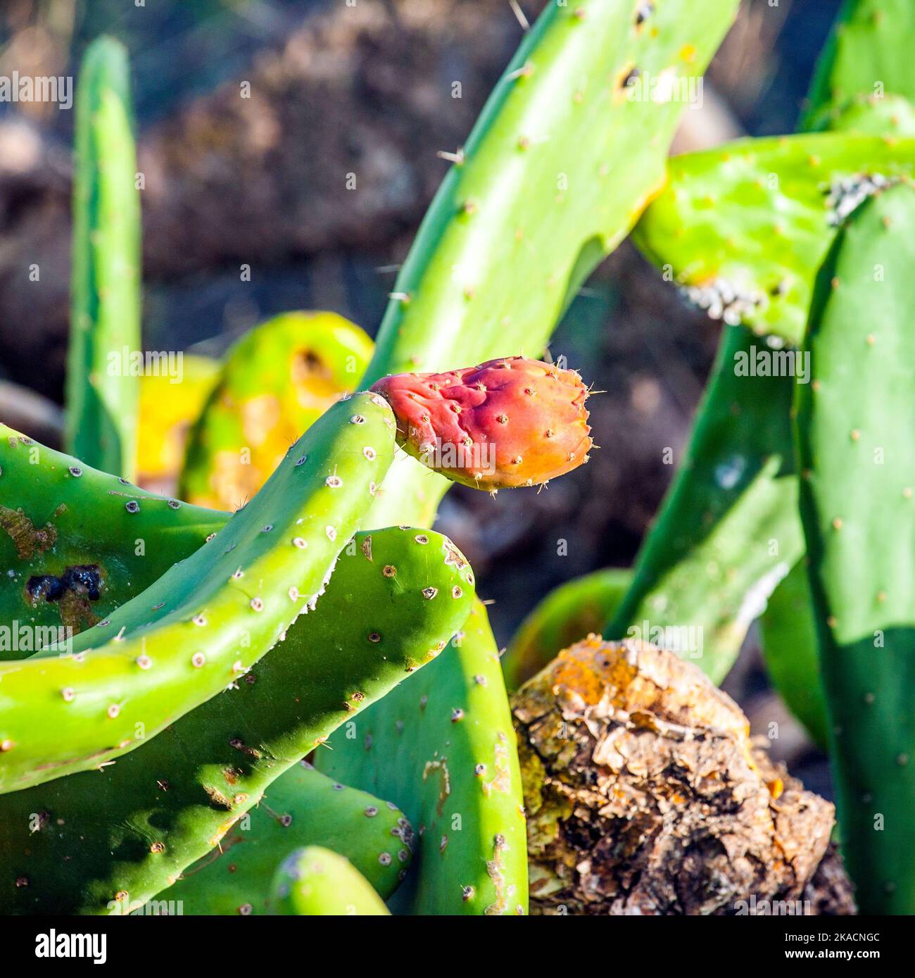 green cactus leave in detail Stock Photo - Alamy