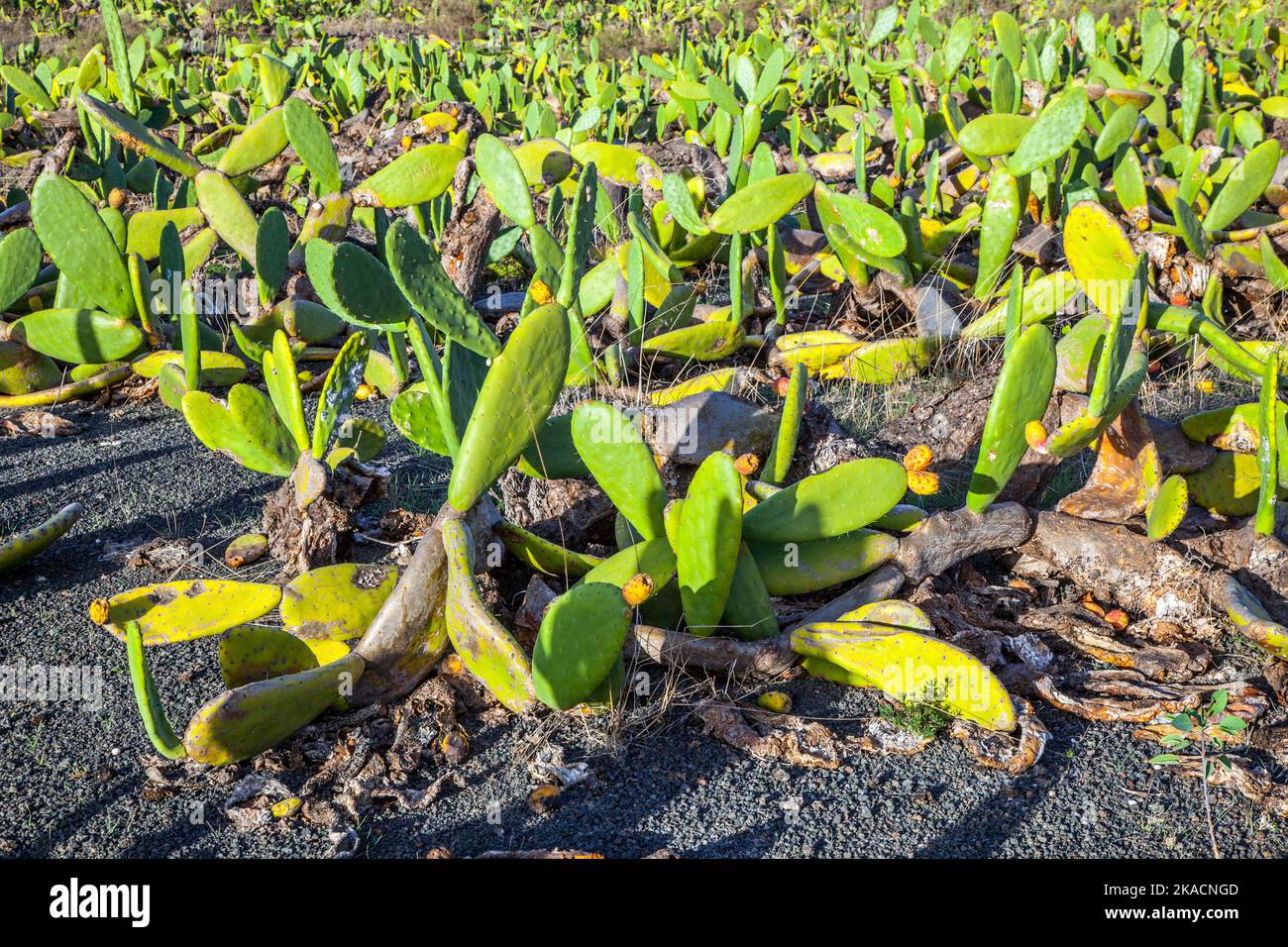 green cactus leave in detail Stock Photo - Alamy