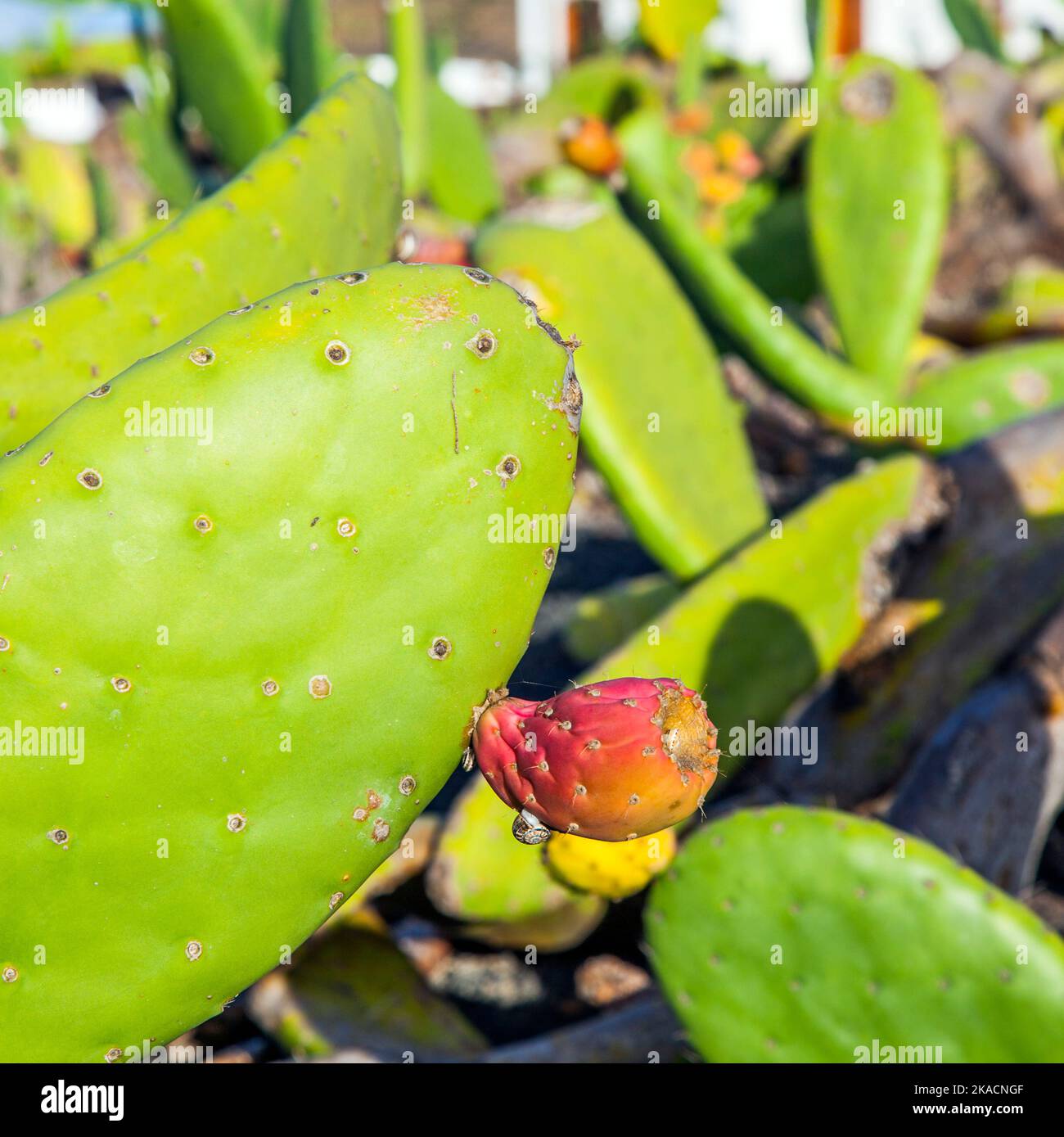 green cactus leave with fruit and snail Stock Photo - Alamy