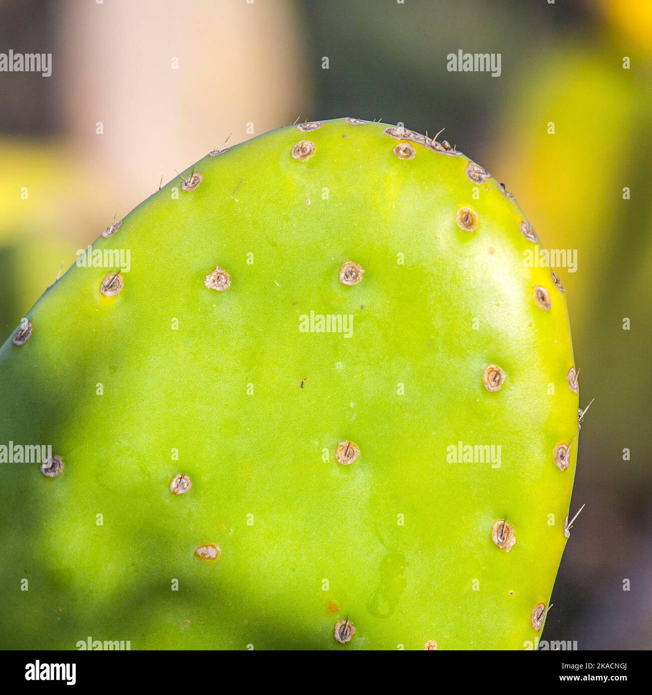 green cactus leave in detail Stock Photo - Alamy