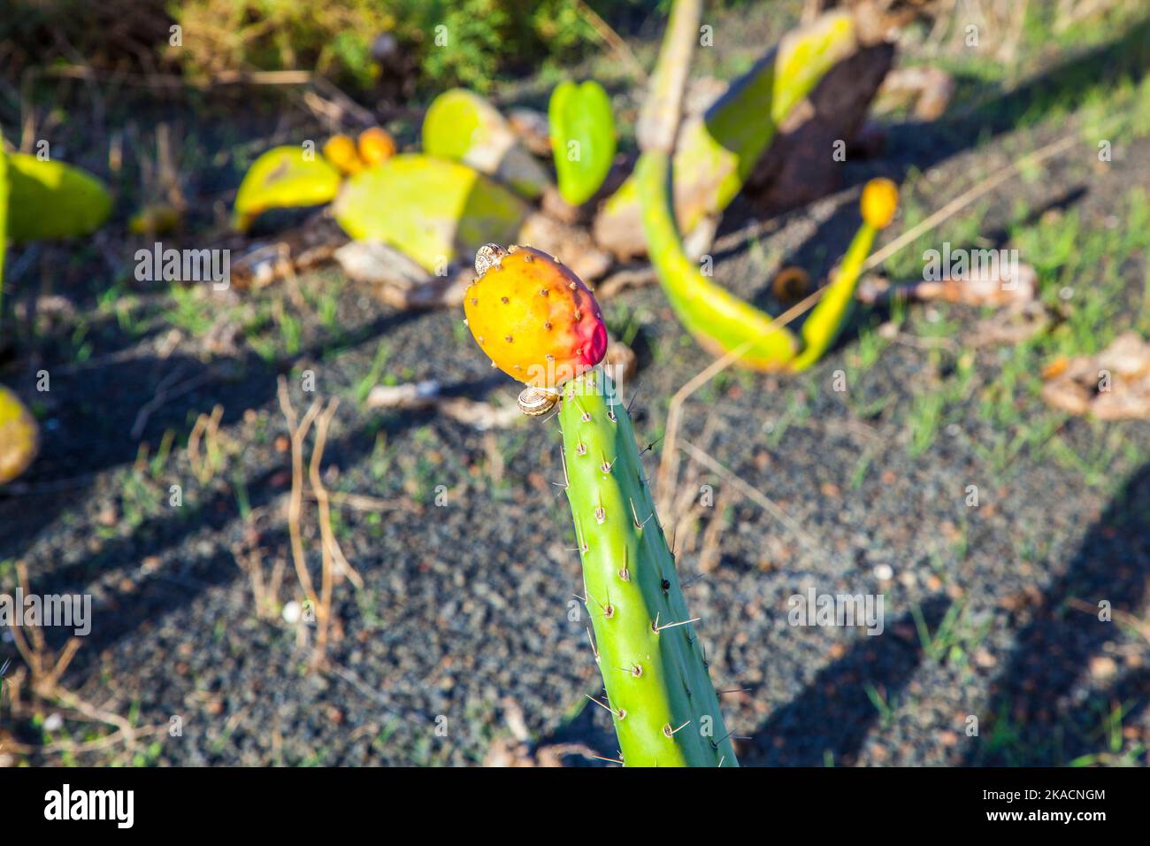 green cactus leave in detail with snail Stock Photo - Alamy