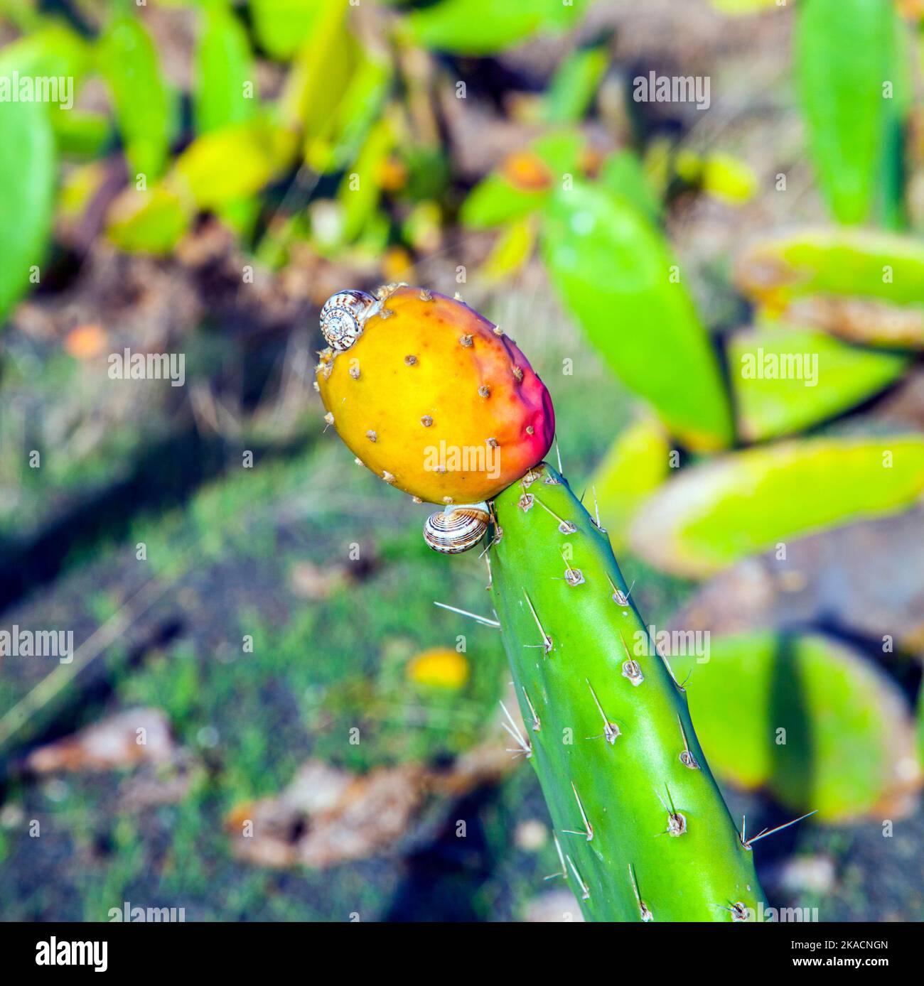 green cactus leave in detail with snail Stock Photo - Alamy