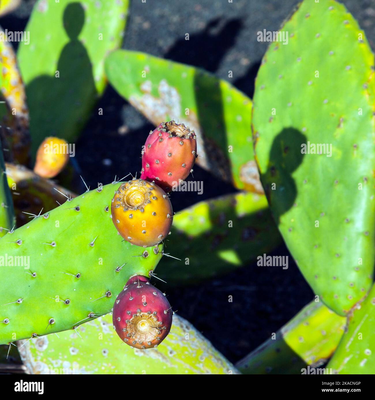 green cactus leave with fruit in detail Stock Photo - Alamy