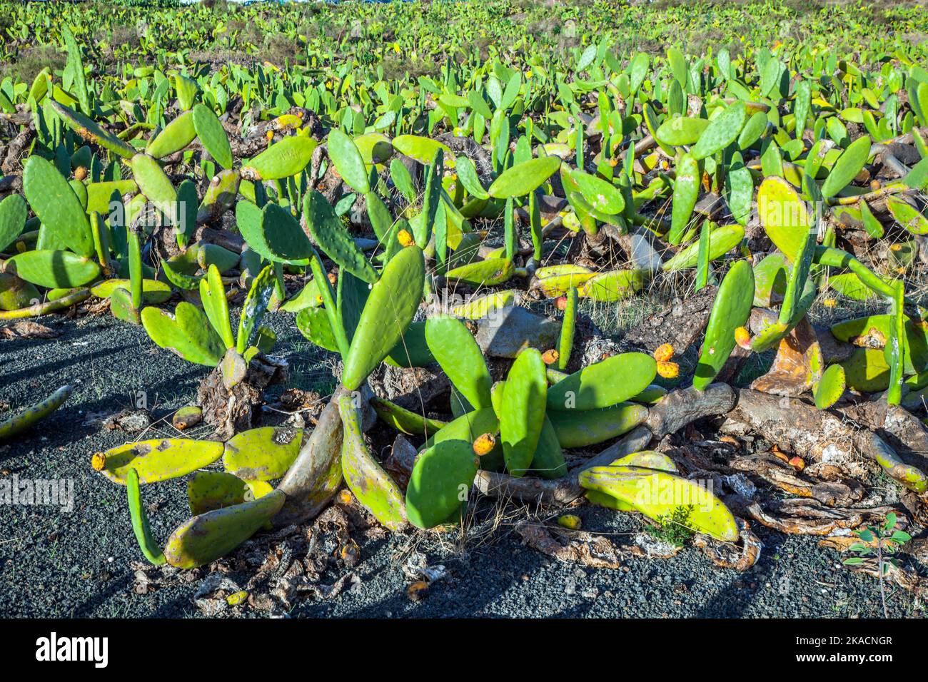 green cactus leave in detail Stock Photo - Alamy