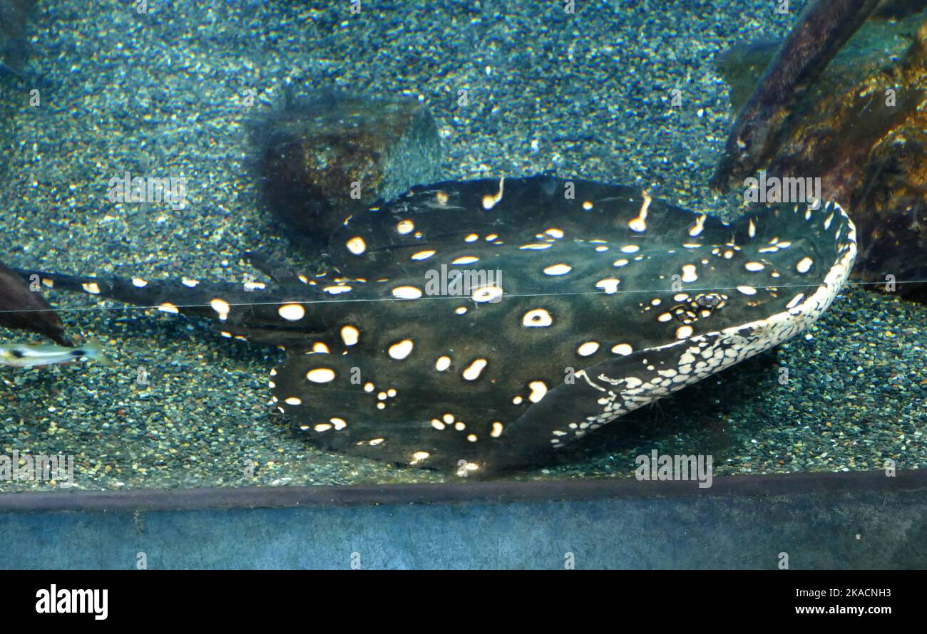 Los Angeles California Usa 27th October 2022 Polka Dot Stingray In Rainforest Of The Americas
