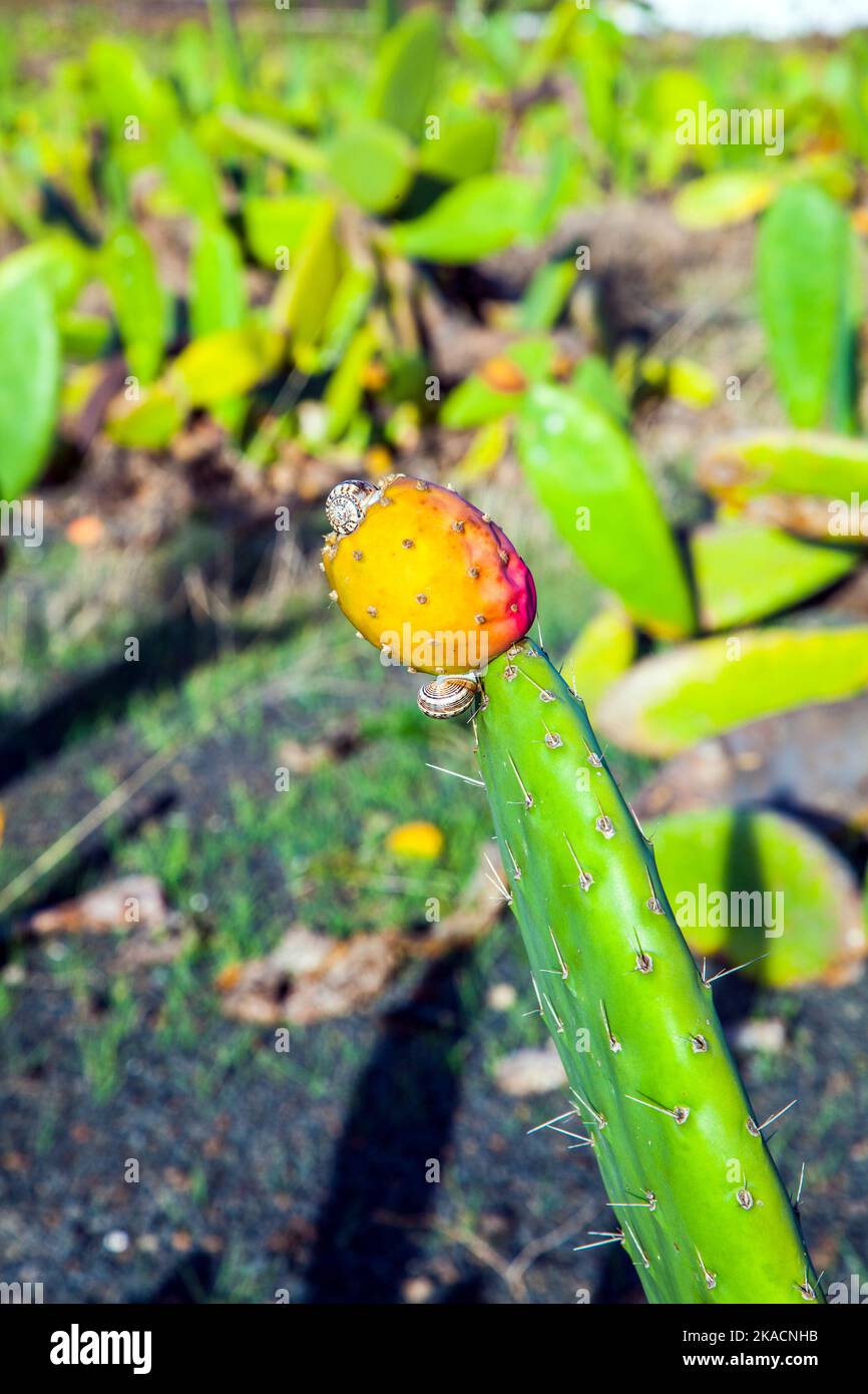 green cactus leave in detail with snail Stock Photo - Alamy
