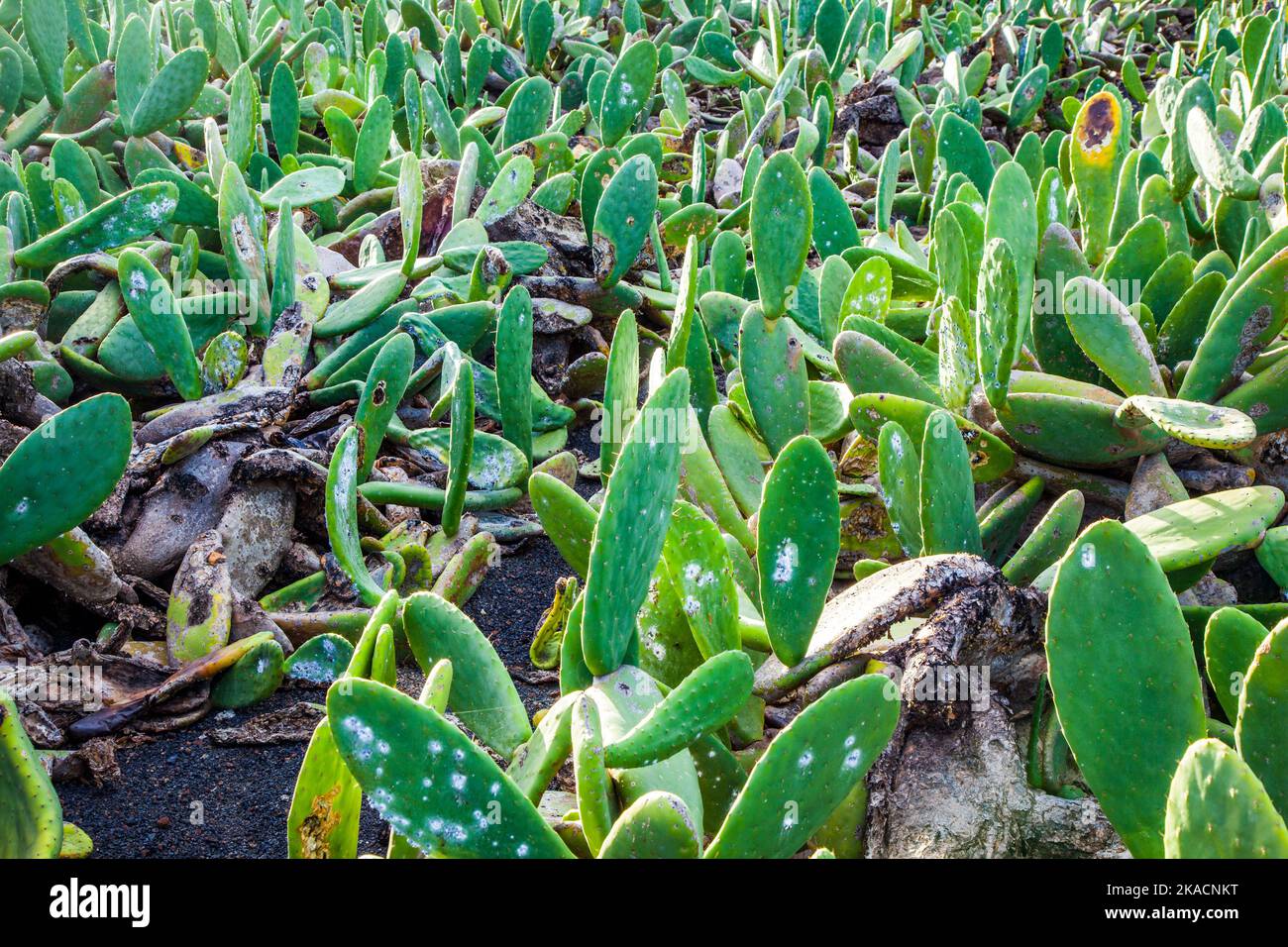 green cactus leave in detail Stock Photo - Alamy