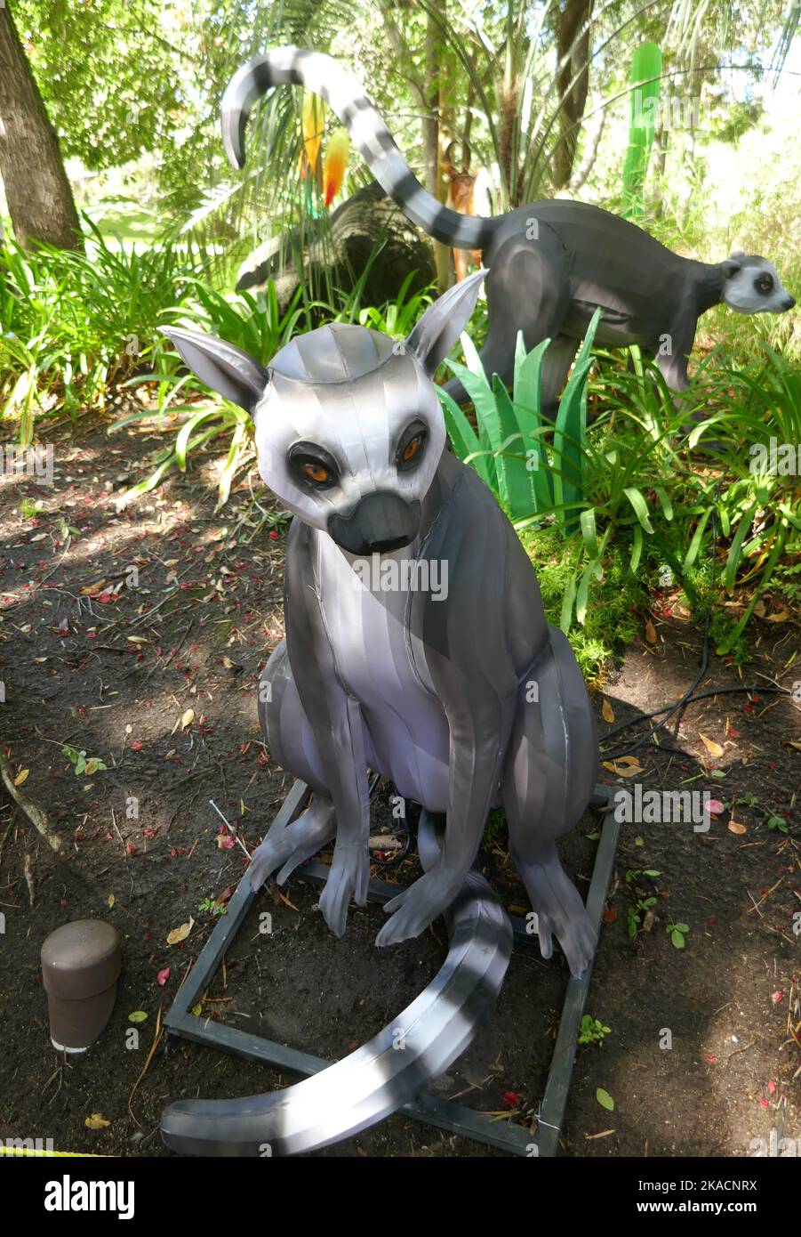 Los Angeles, California, USA 27th October 2022 Lemurs at Boo at the Zoo ...