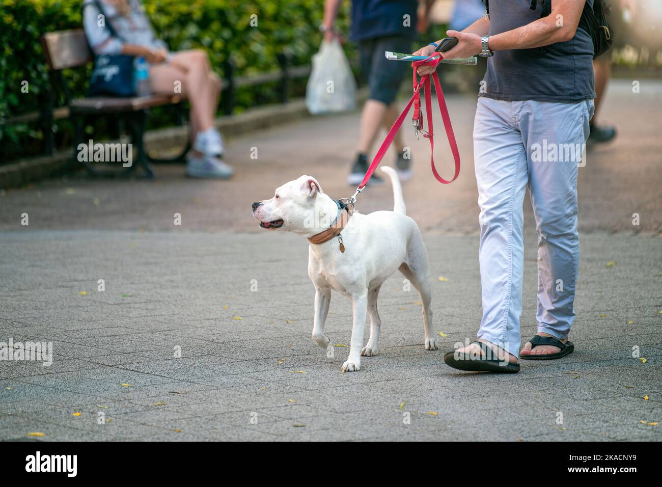 Tourism with pets. A tourist with a dog walks around the city. A man ...