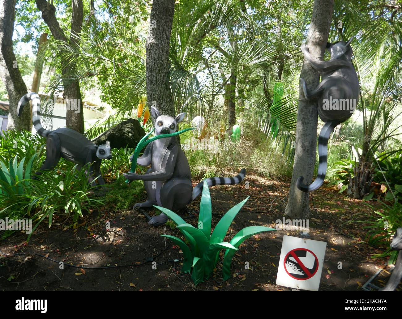 Los Angeles, California, USA 27th October 2022 Lemurs at Boo at the Zoo ...