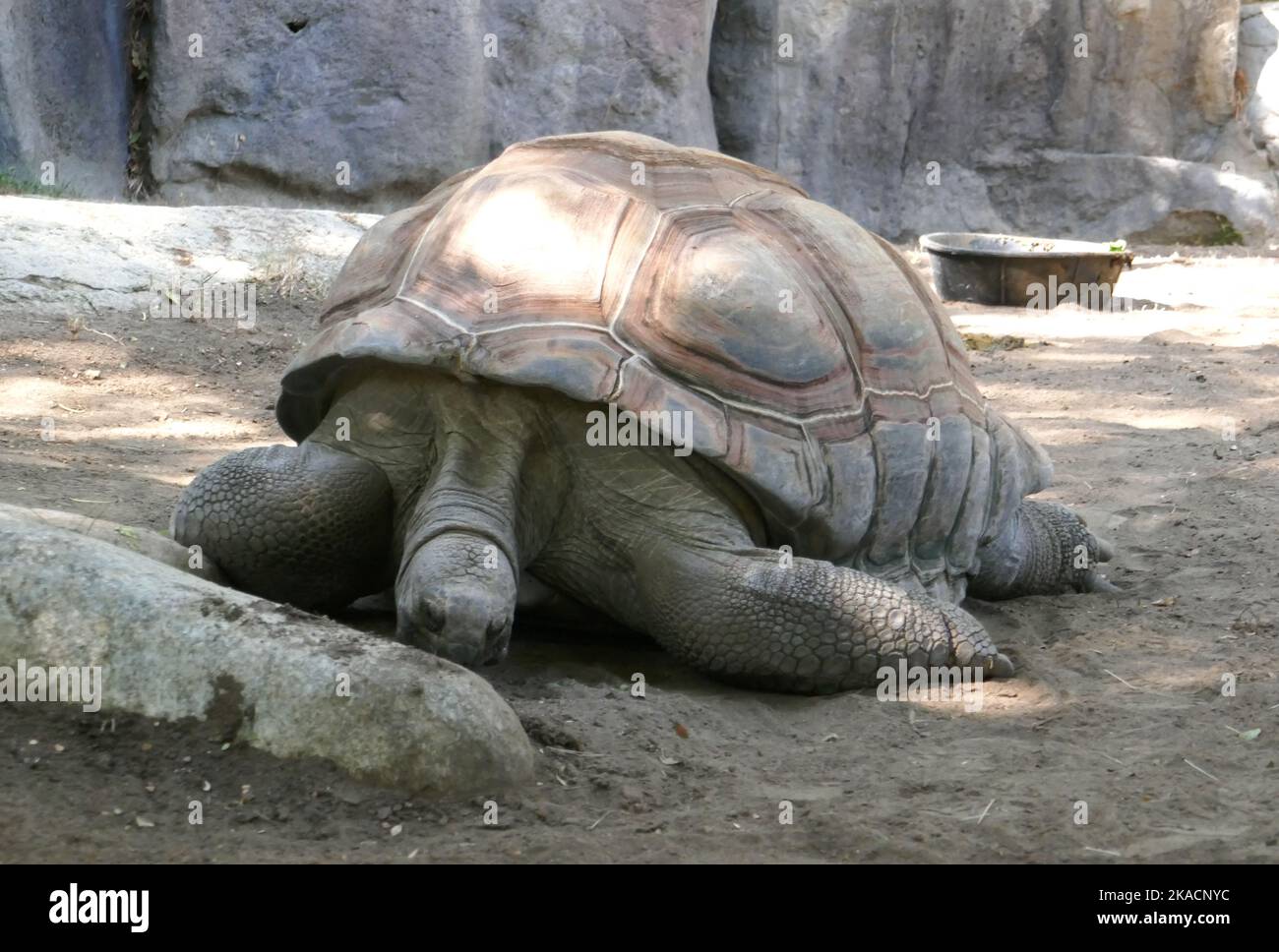 Los Angeles, California, USA 27th October 2022 Aldabra Tortoise at Boo ...