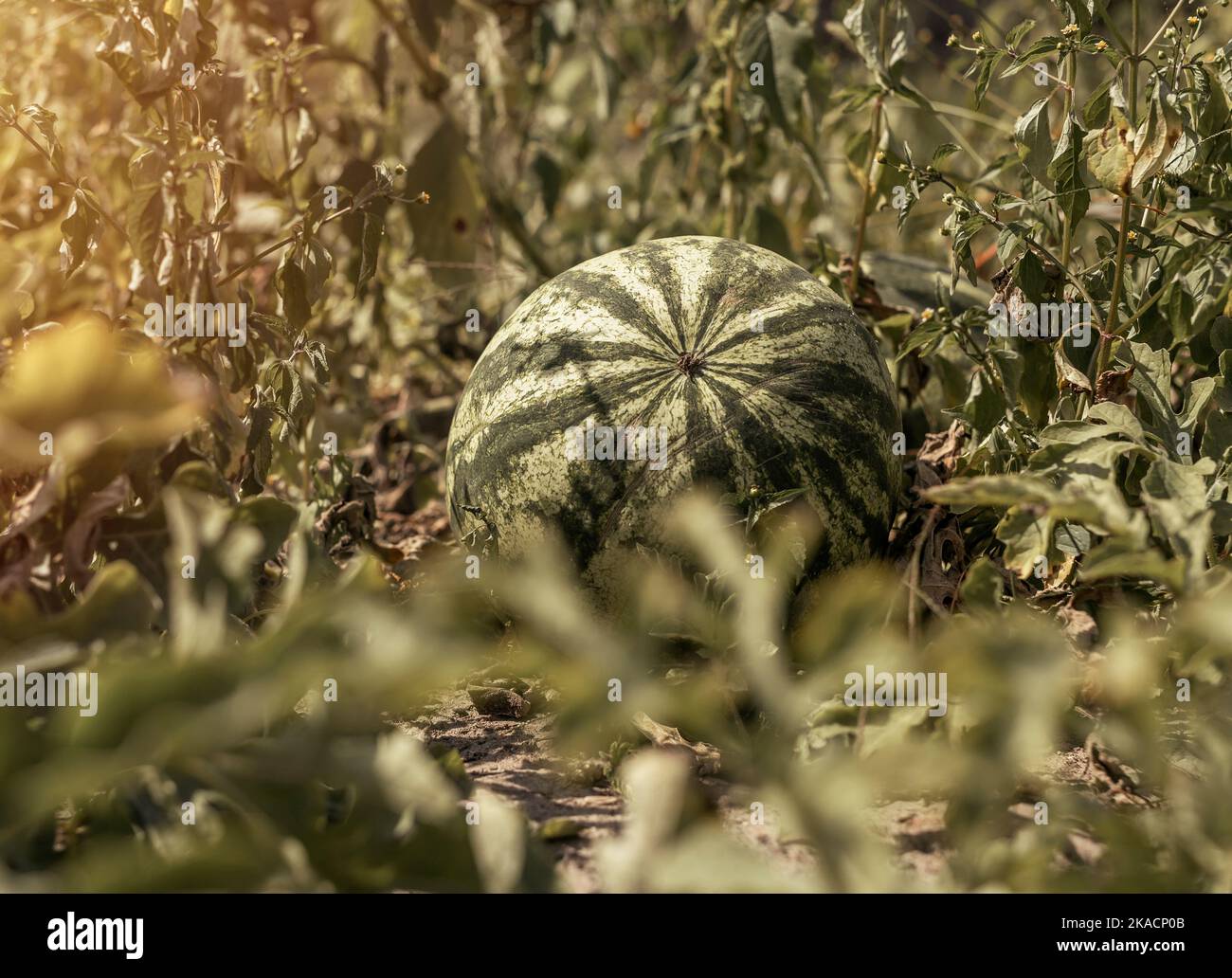 Melon among the leaves hi-res stock photography and images - Alamy