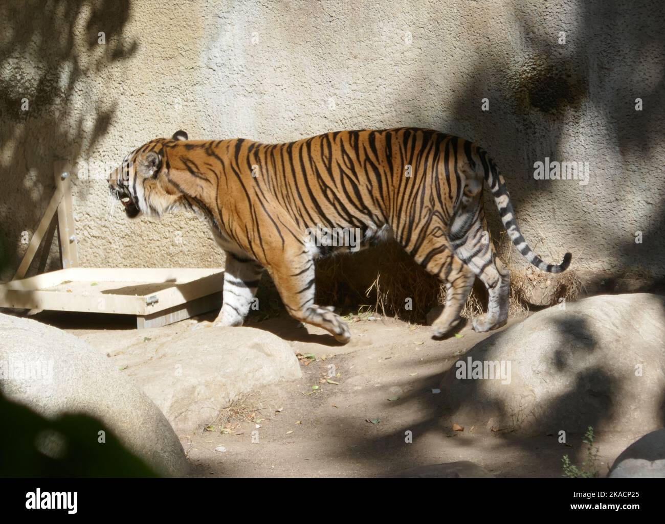 Los Angeles, California, USA 27th October 2022 Sumatran Tiger at Boo at ...