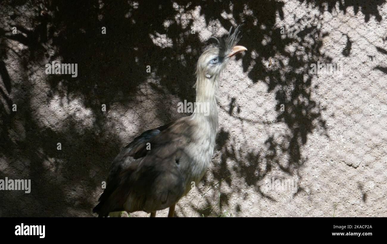 Los Angeles, California, USA 27th October 2022 Red-legged Seriema Bird ...