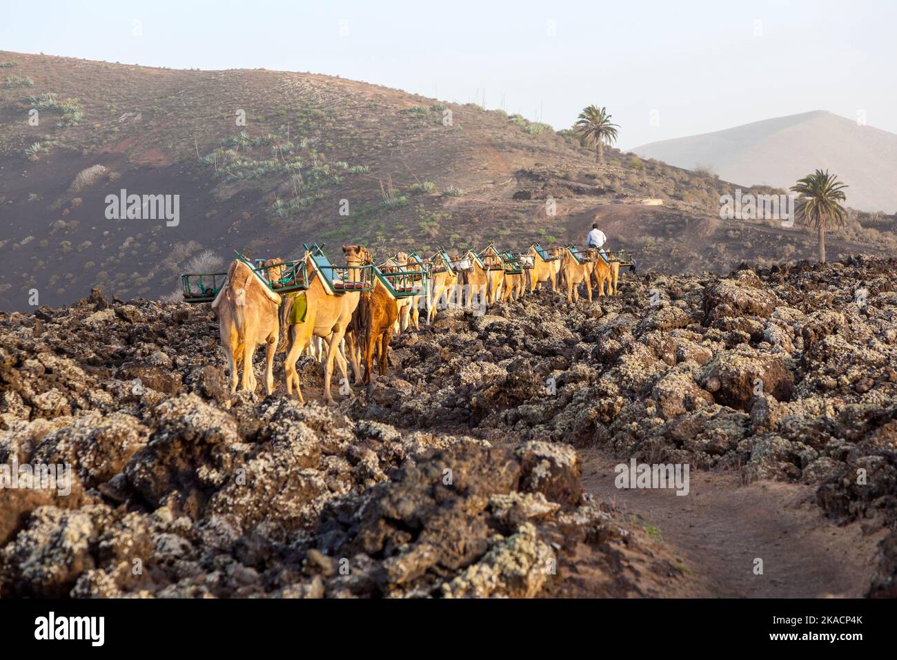 caravan of camels in sunset returning home in the stable at Timanfaya ...