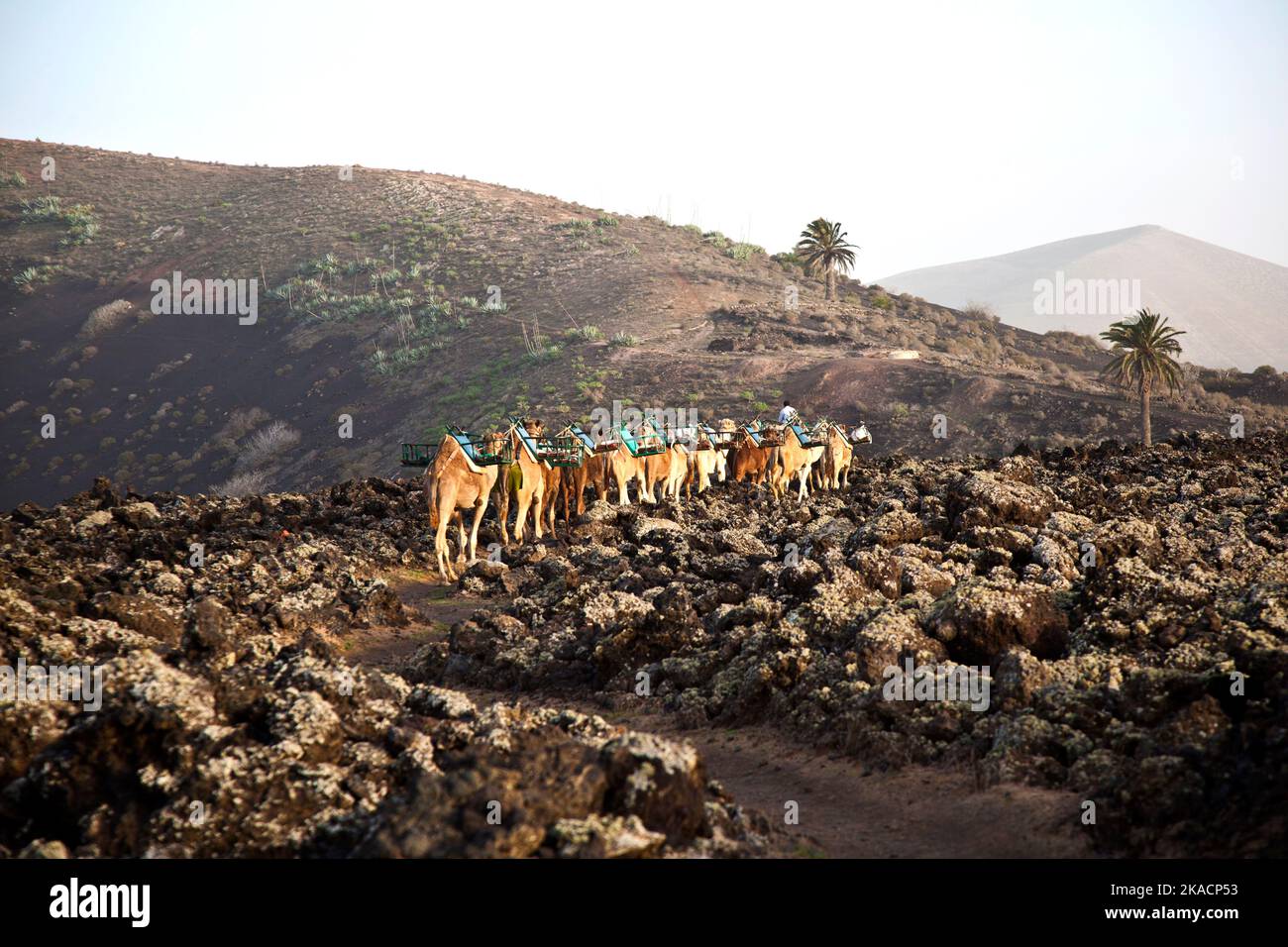 caravan of camels in sunset returning home in the stable at Timanfaya ...