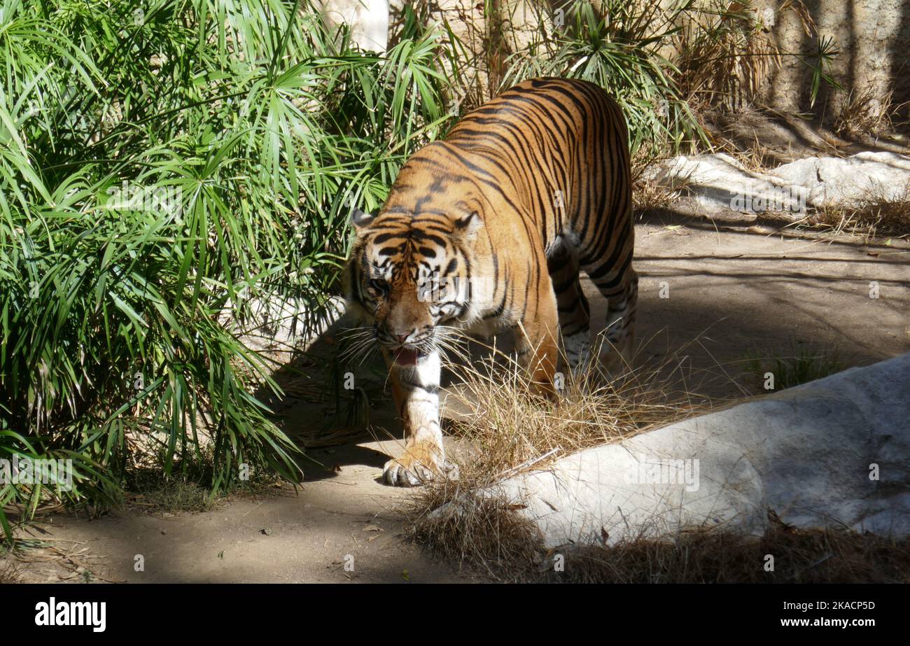 Los Angeles, California, USA 27th October 2022 Sumatran Tiger at Boo at ...