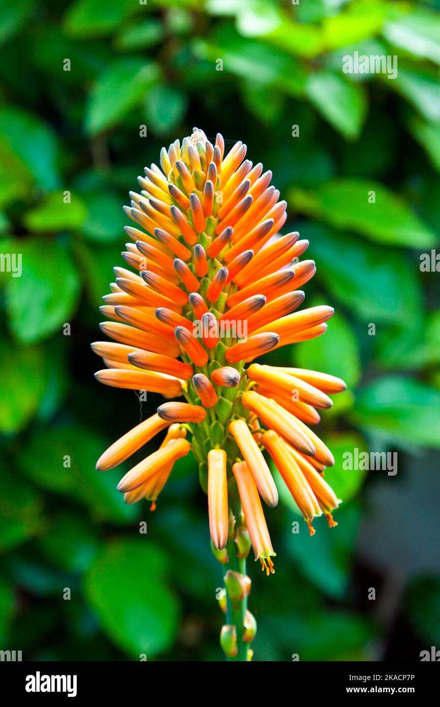 beautiful Aloe Vera flower in sunlight Stock Photo - Alamy