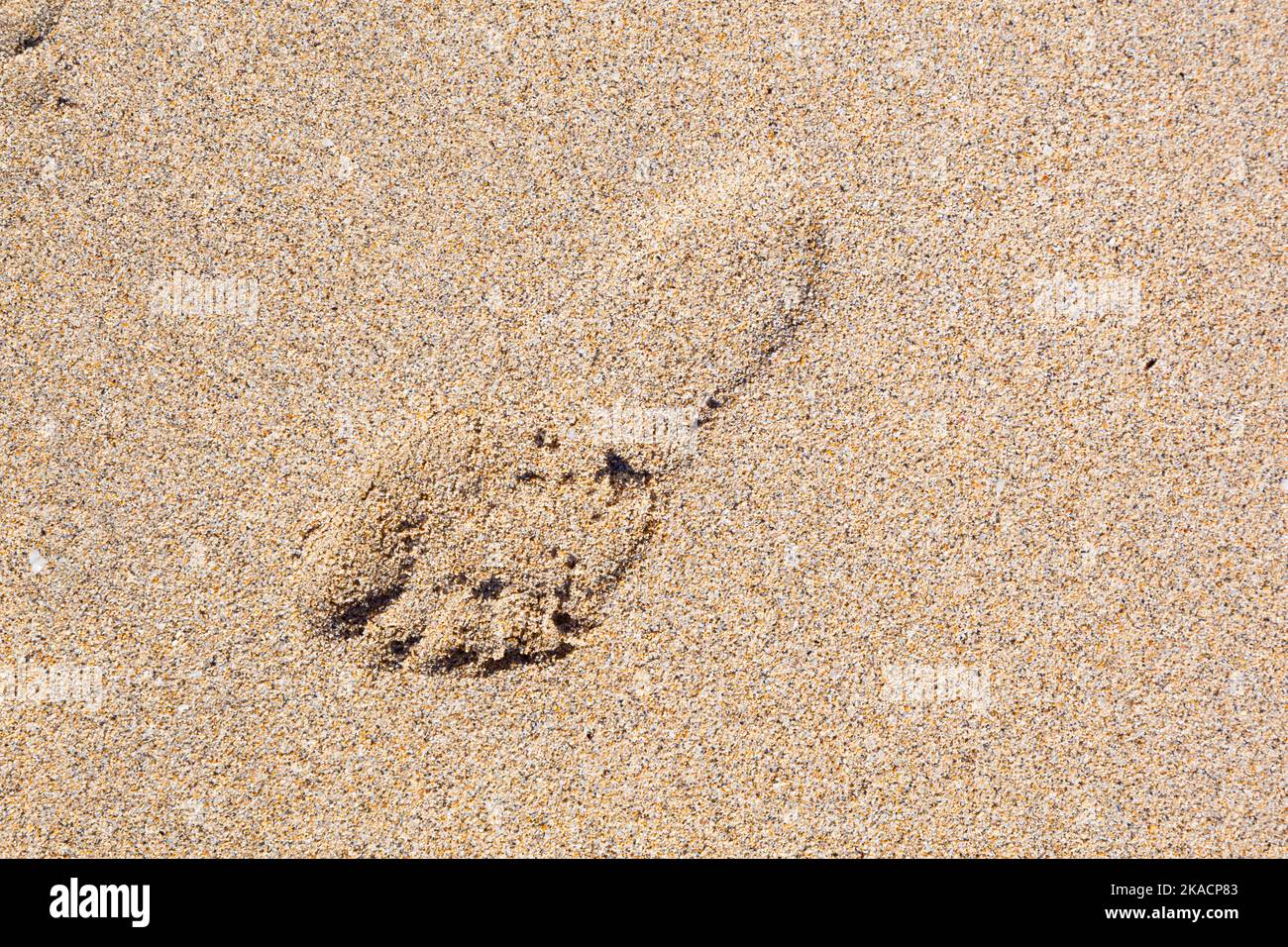 human footstep in the sand of the beach Stock Photo - Alamy