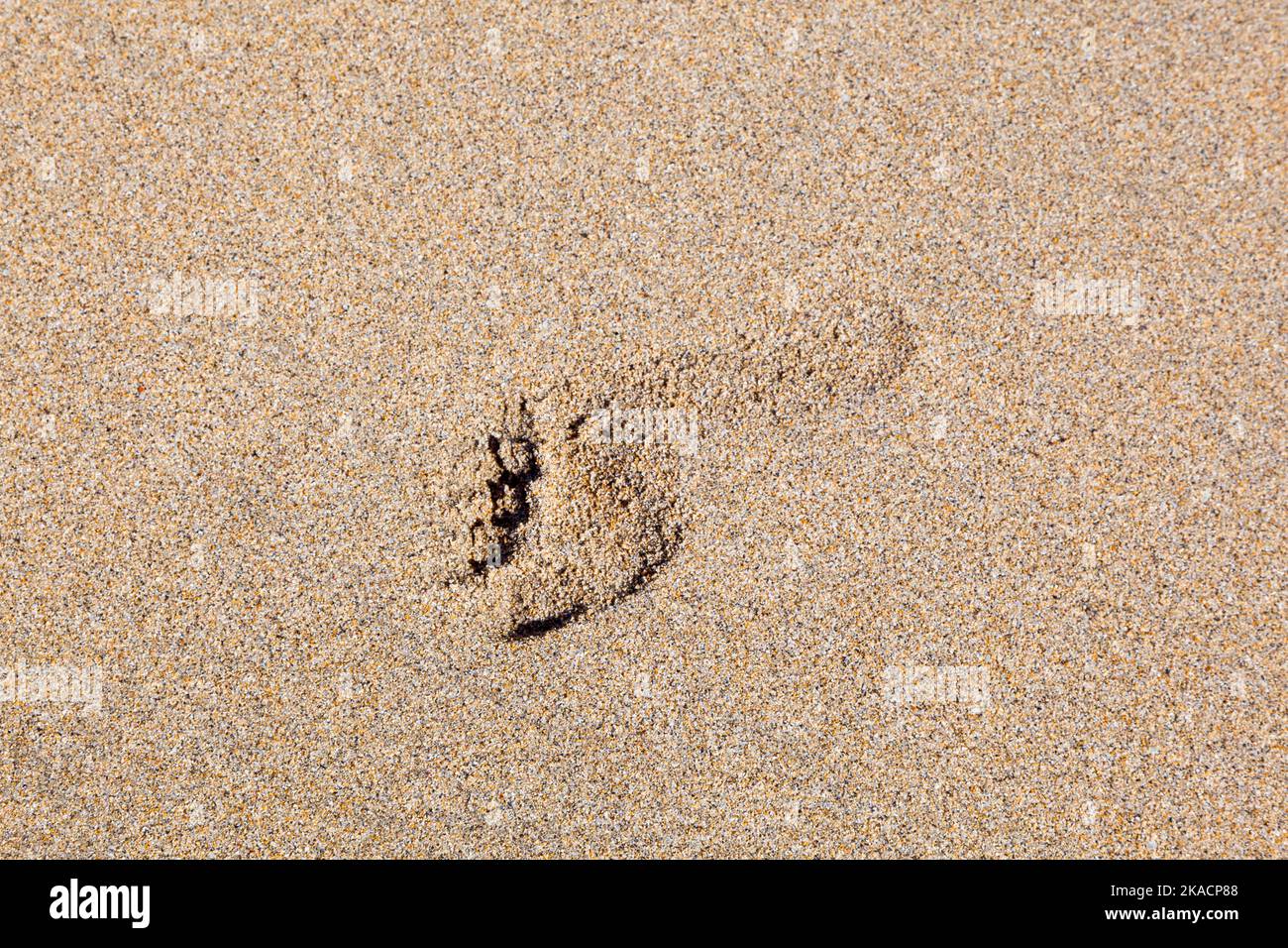 human footstep in the sand of the beach Stock Photo - Alamy