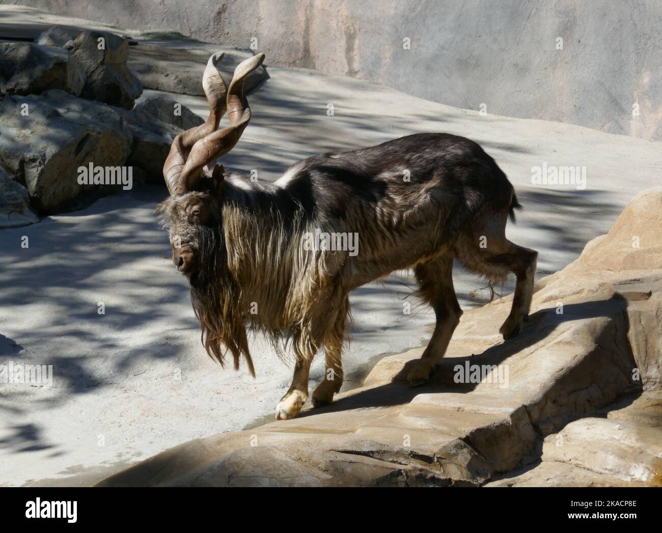 Los Angeles, California, USA 27th October 2022 Markhor at Boo at the ... Los Angeles, California, USA 27th October 2022 Markhor at Boo at the ...