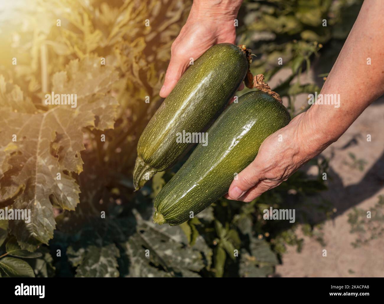 Zucchini from organic eco kitchen garden. Fresh green harvest of ...
