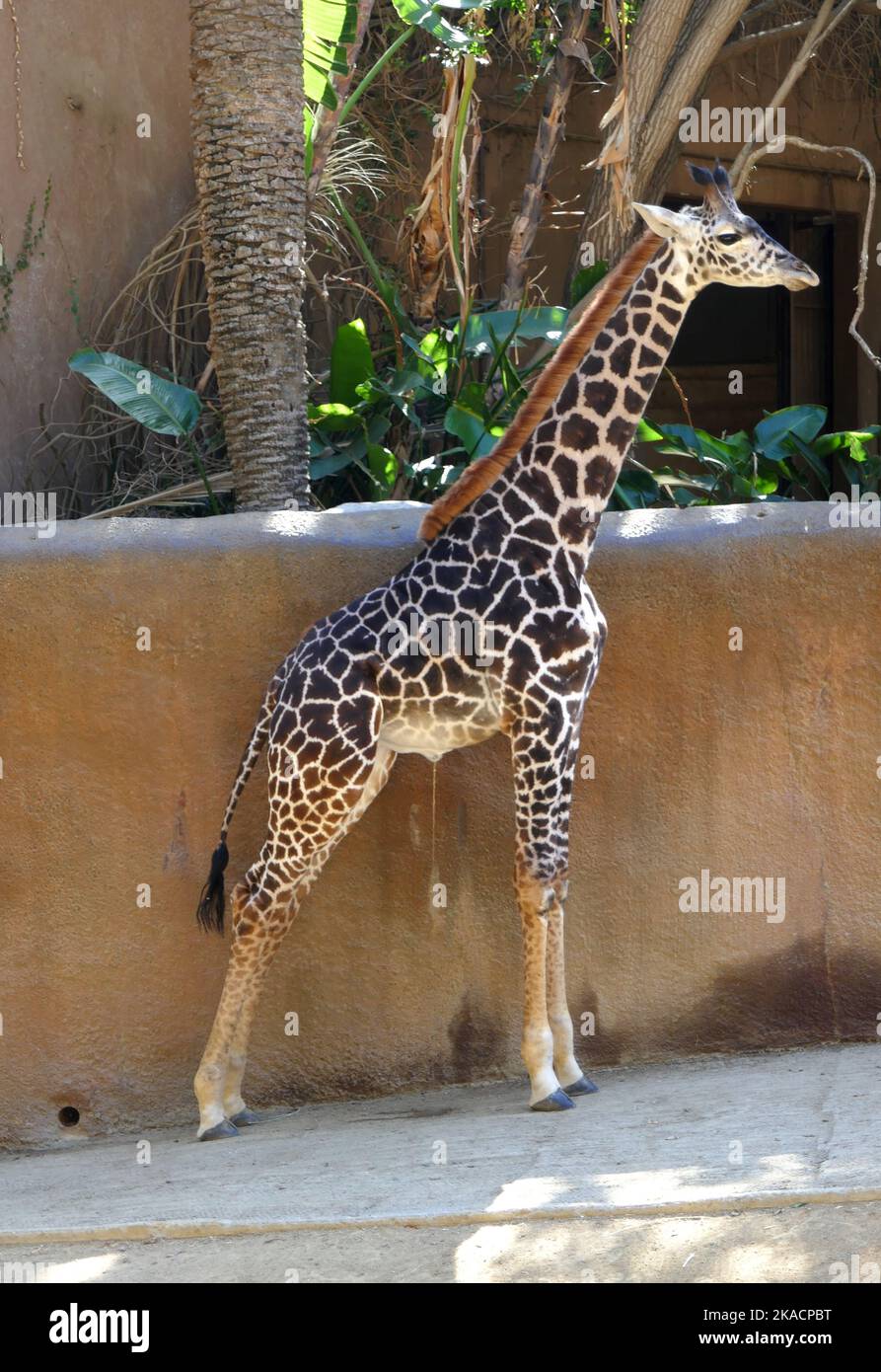 Los Angeles, California, USA 27th October 2022 Baby Maasai Giraffe at ...