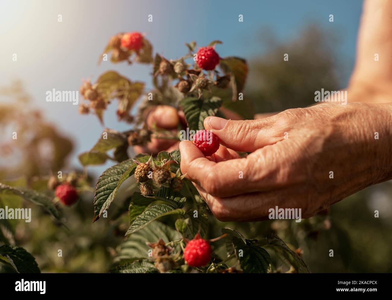 Female hand picking raspberries from garden bush. Red berry on branch ...