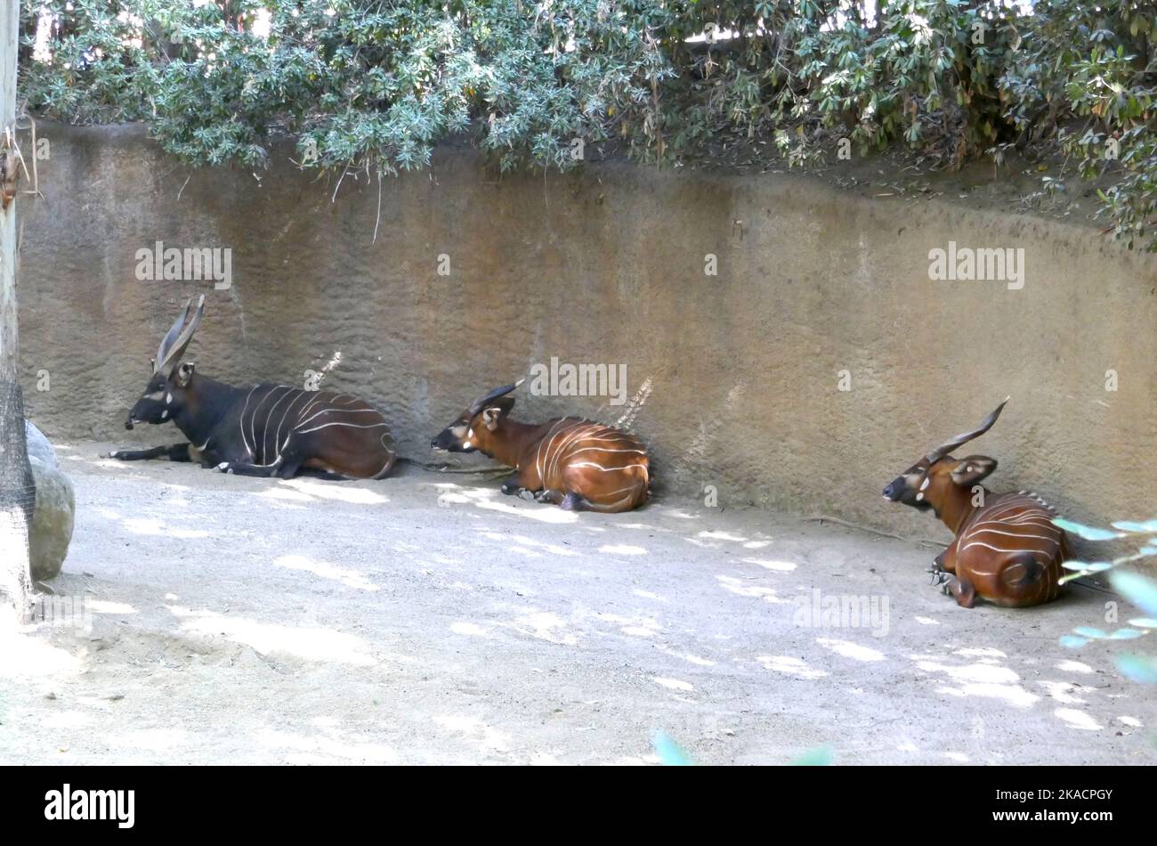 Los Angeles, California, USA 27th October 2022 Mountain Bongos at Boo ... Los Angeles, California, USA 27th October 2022 Mountain Bongos at Boo ...