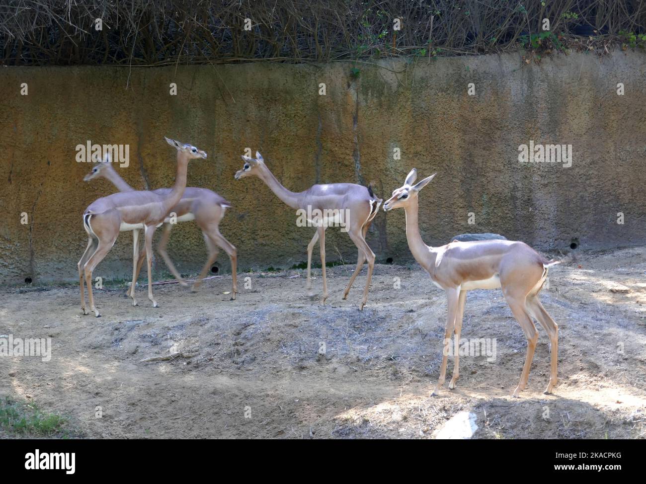 Los Angeles, California, USA 27th October 2022 Gerenuks at Boo at the ... Los Angeles, California, USA 27th October 2022 Gerenuks at Boo at the ...