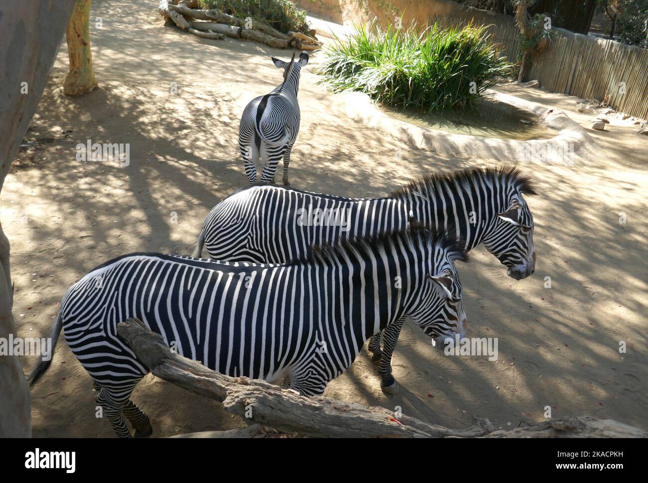 Los Angeles, California, USA 27th October 2022 Grevy's Zebras at Boo at ...