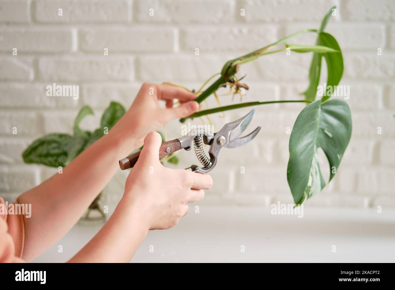 Woman florist cuts monstera albo plant with garden scissors. Female ...