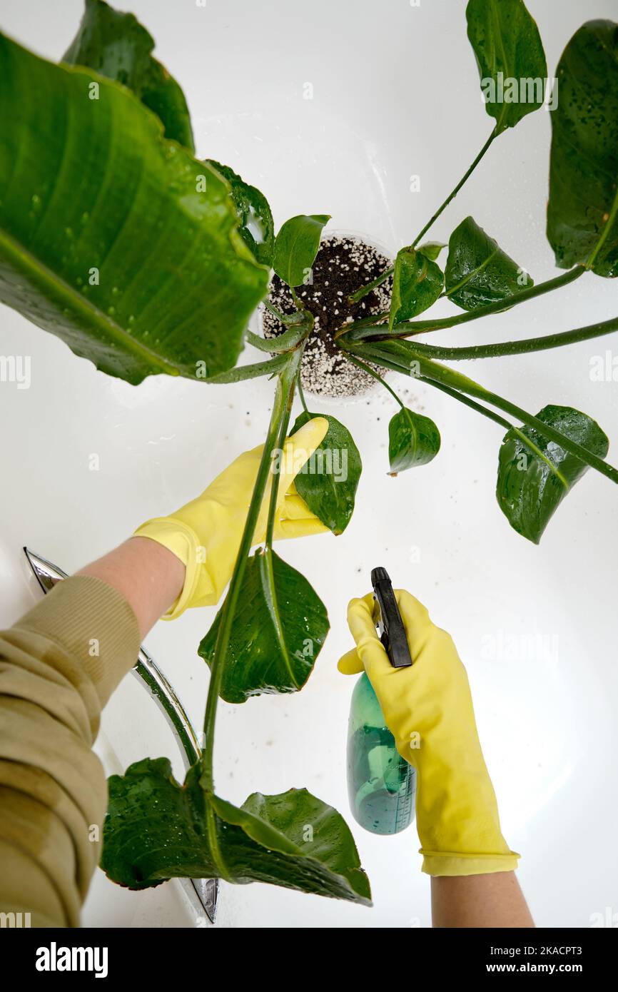 Spraying plants from a spray gun in a home bathroom for cleaning from ...