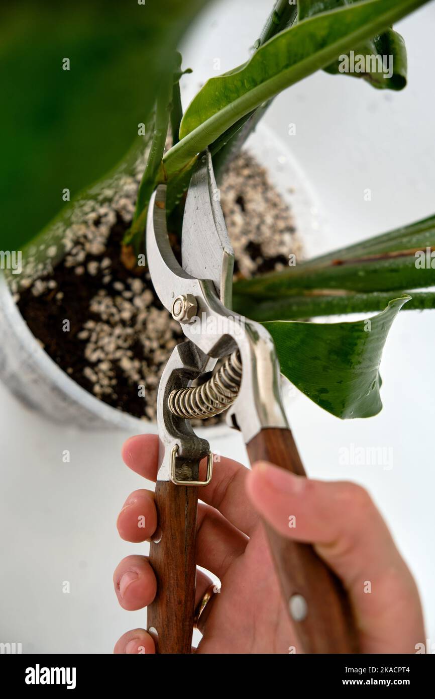 Household plants pests hi-res stock photography and images - Alamy