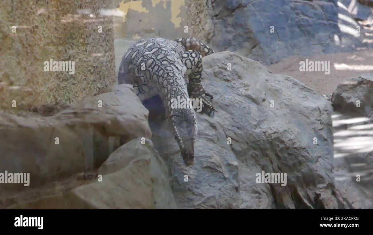 Los Angeles, California, USA 27th October 2022 Perente Monitor Lizard ...