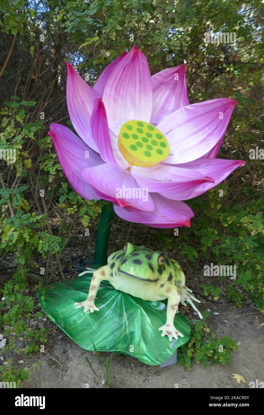 Los Angeles, California, USA 27th October 2022 Frog and Water Lilly at ...